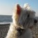 Visitors Comments - Westie Lung Disease